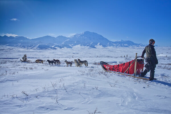Sled Dogs, Pulling Humans Through History - COSMODOGGYLAND