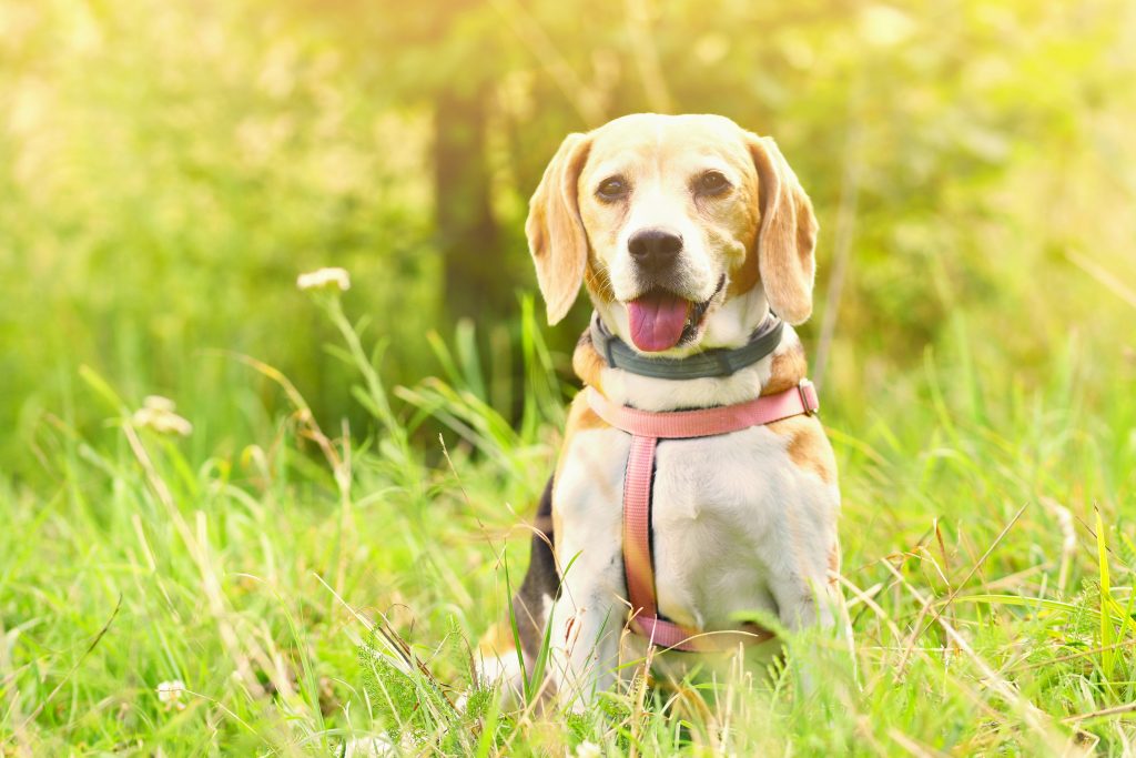 13 Dog Breeds With Sensitive Skin - Preventing Atopic Dermatitis